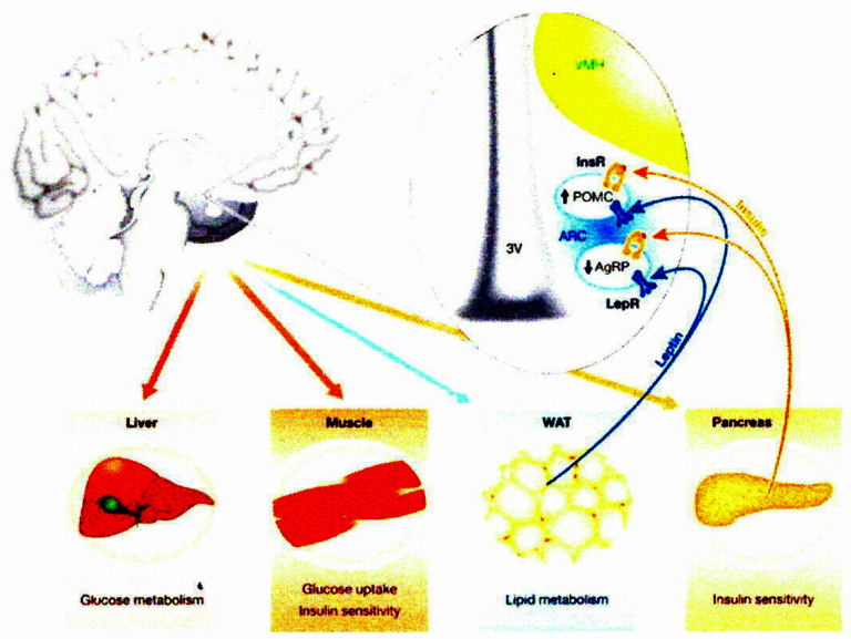 Leptin Treatment on Mouse Diabetic Models - ob/ob Mice and db/db Mice ...